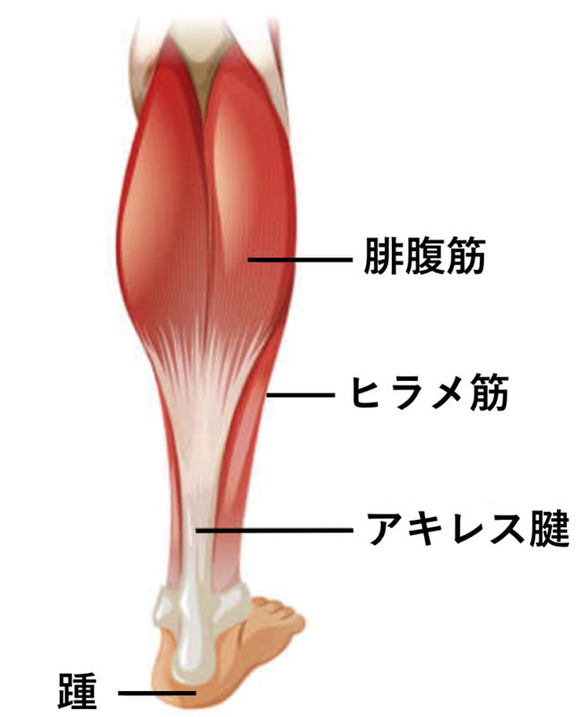 治りづらいアキレス腱症の治療方法 | AR-Ex スポーツ・難治性疼痛外来